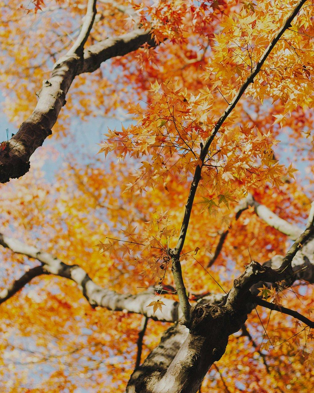 Parure Haute Joaillerie Maple Colours | Hommage en Or et Diamants aux Saisons Canadiennes | Site ...